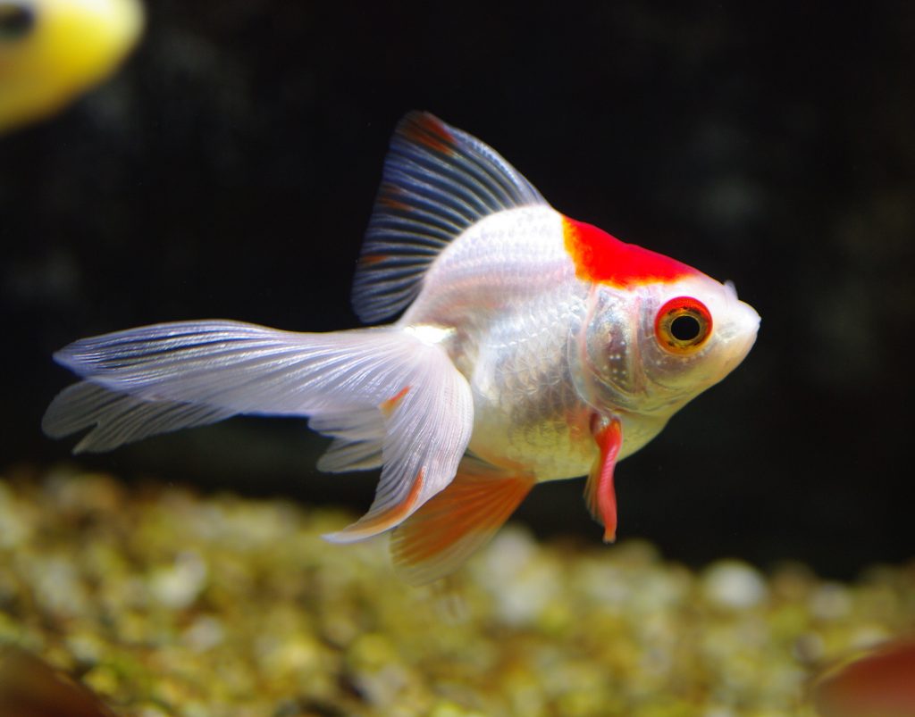 Come nutrire il pesce rosso di Gabriele Andreoni pesce rosso