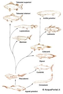 Sistematica dei pesci I pesci - Sistematica, evoluzione, anatomia