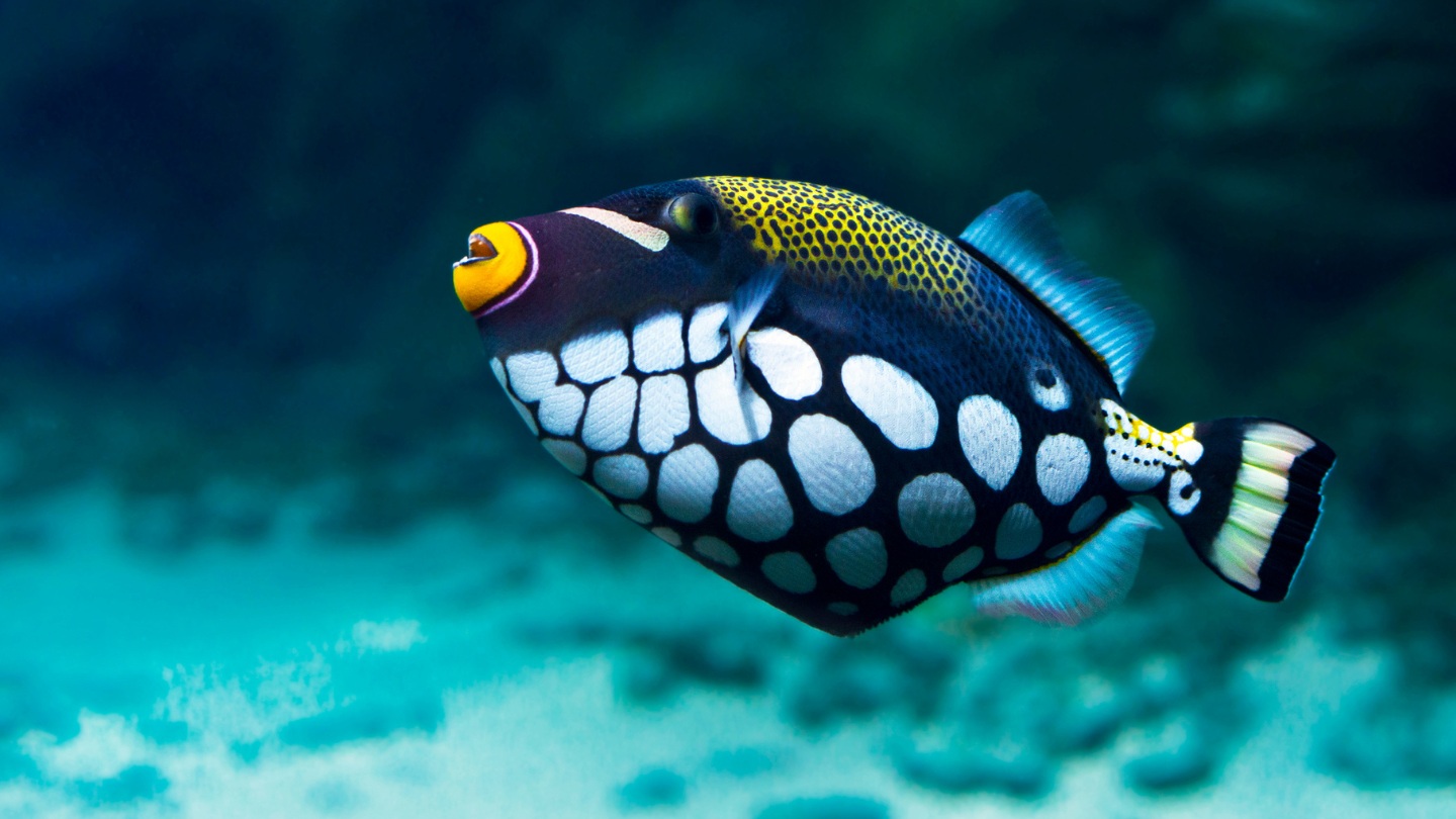 Pesci Marino Archivi - acquaportal