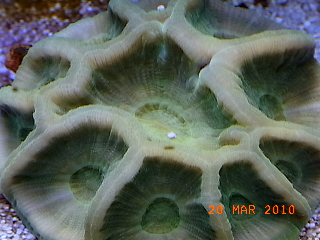 Moseleya latistellata