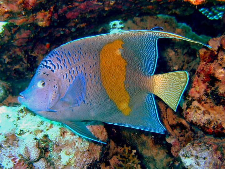 Yellowbar Angel Pomacanthus Maculosus Adult