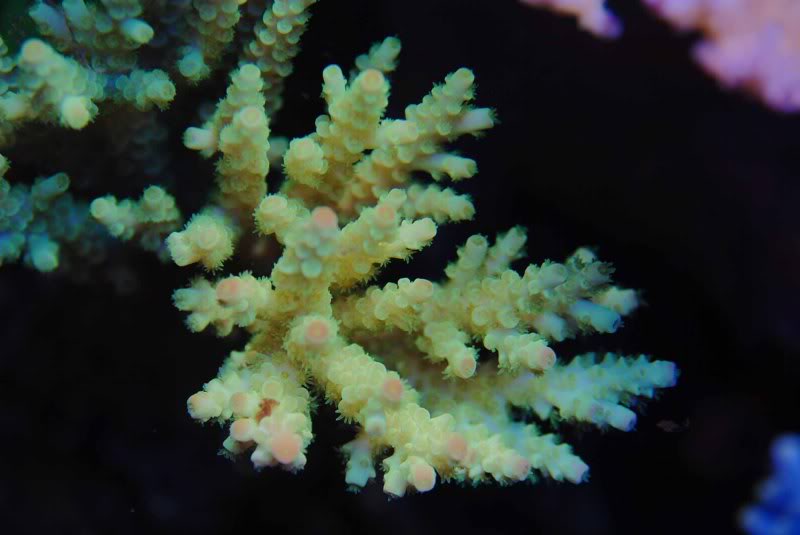Acropora tenuis
