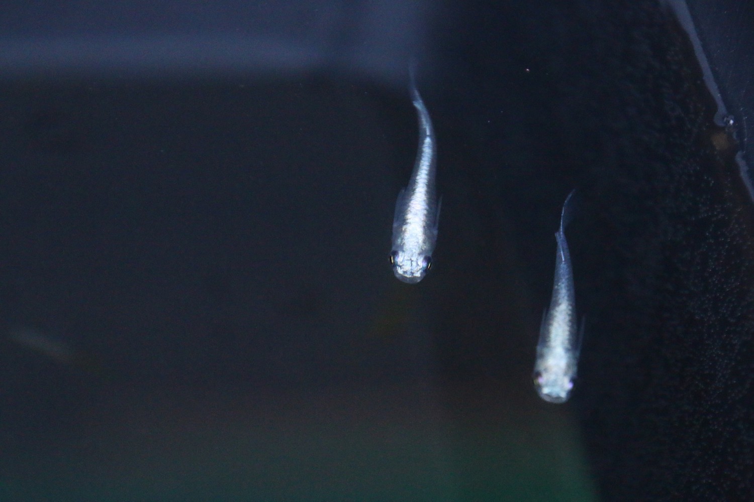 Medaka Show: prima esposizione all'Italian Koi Show - acquaportal