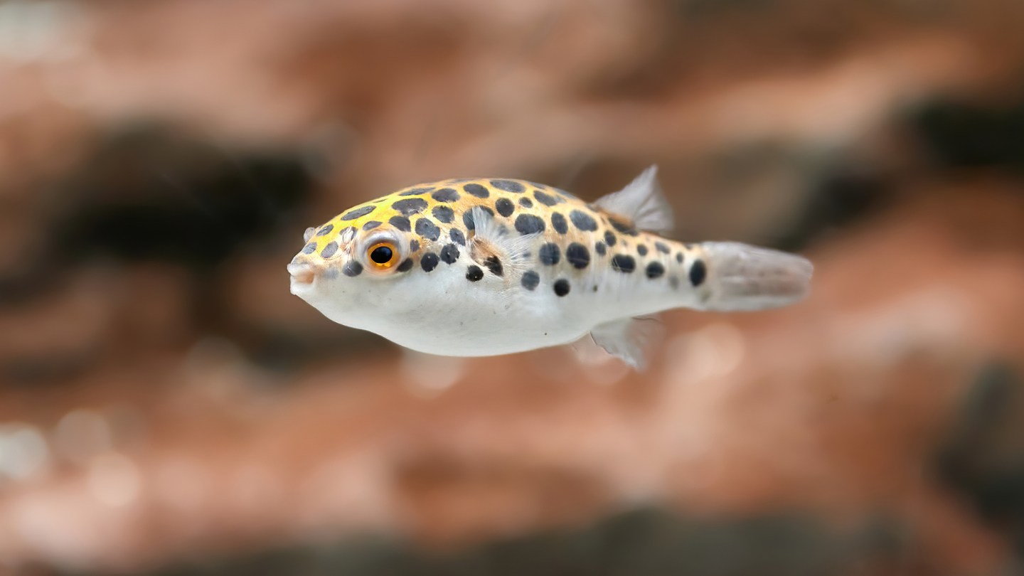 Pesce Palla d'acqua dolce - acquaportal