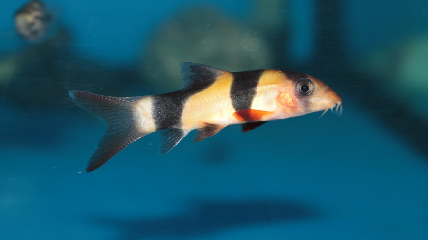 Il Botia Pagliaccio, Chromobotia Macracanthus - acquaportal