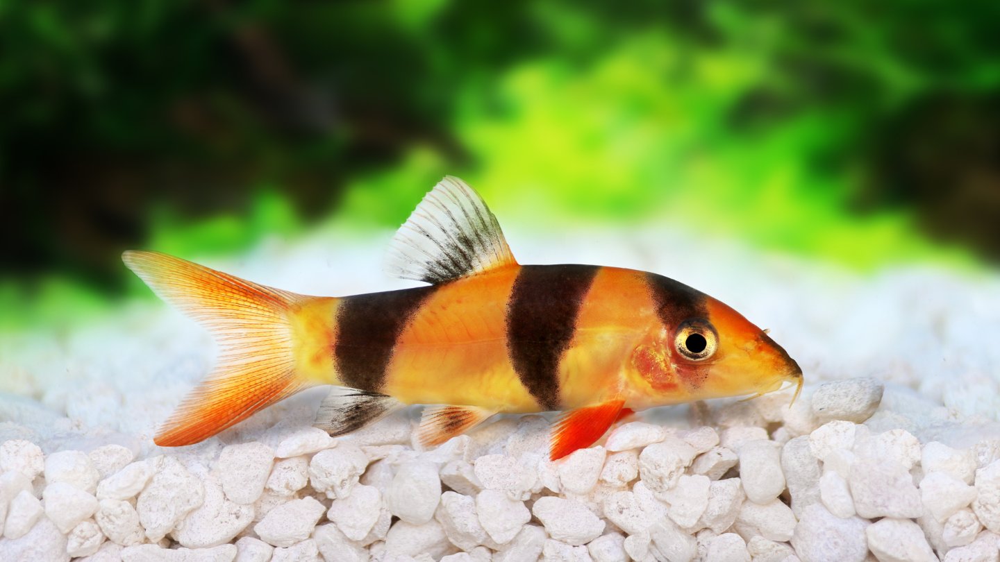 Il Botia Pagliaccio, Chromobotia Macracanthus - acquaportal