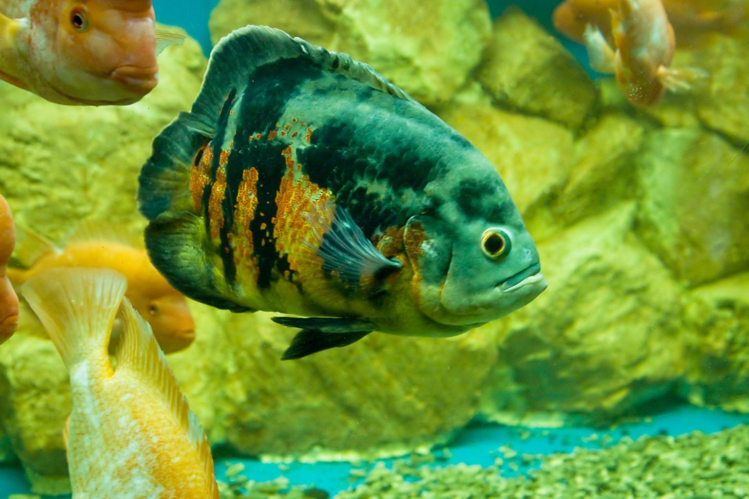 Pesce oscar (Astronotus ocellatus), un simpatico amico - acquaportal