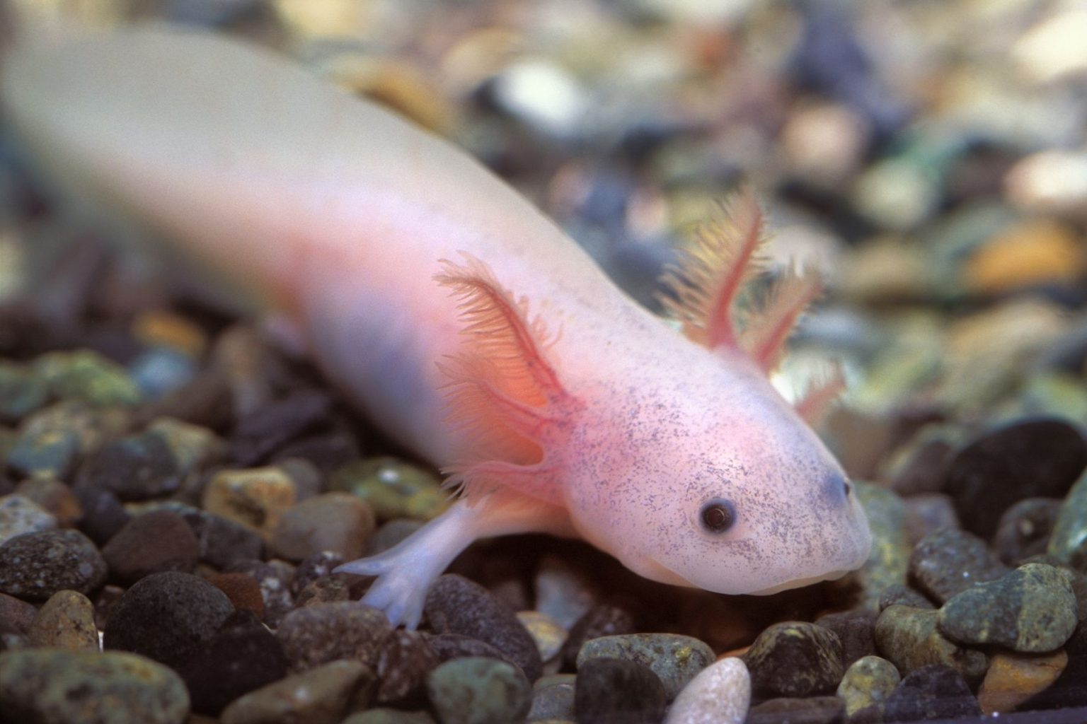 Axolotl, Ambystoma mexicanum, allevamento in acquario - acquaportal