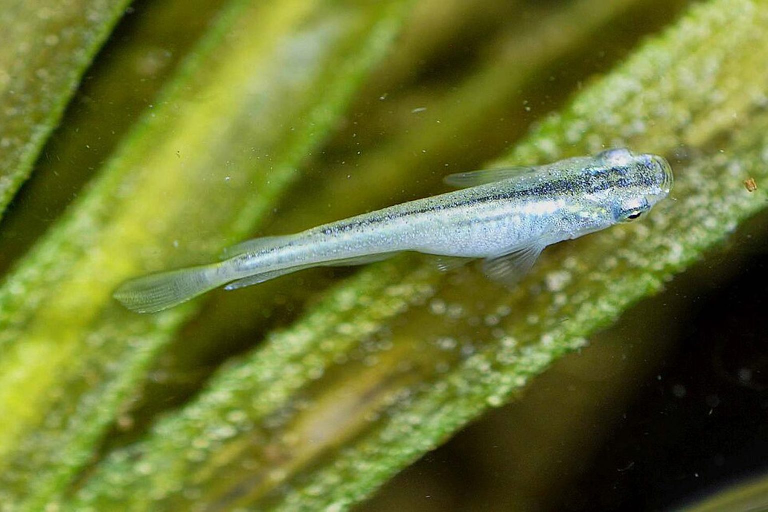 Allevamento Medaka: guida completa